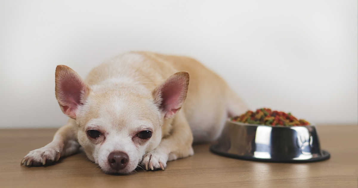 Dog Dry Skin: Causes and Solutions for Your Pup