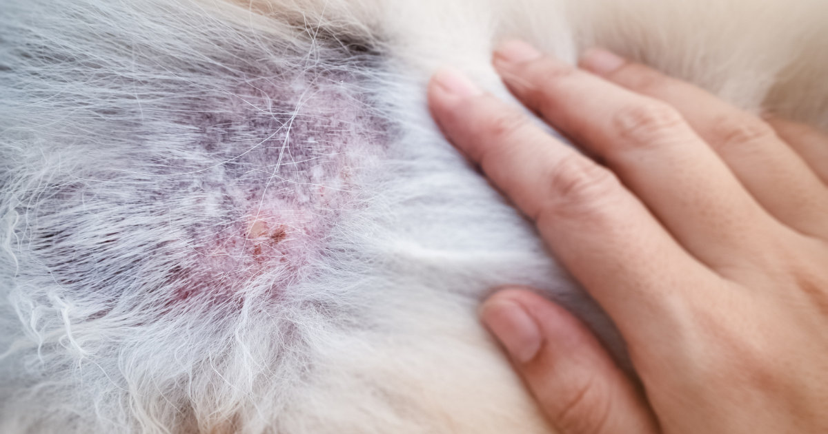 Dog Dry Skin: Causes and Solutions for Your Pup